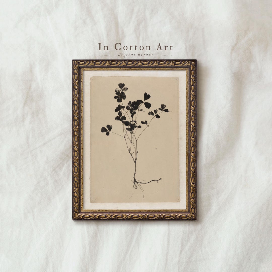 Vintage Pressed Clover Botanical Print, Rustic Farmhouse Shamrock Wall ...