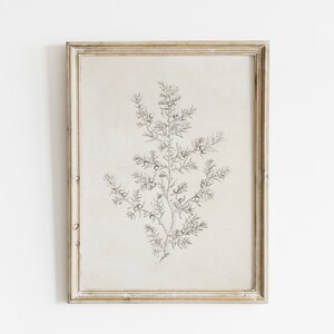 Olive Branch Drawing / Botanical Etching Print / Vintage Sketch Art ...