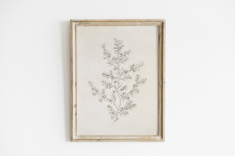 Olive Branch Drawing / Botanical Etching Print / Vintage - Etsy
