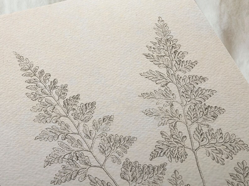 Antique Branch Drawing / Vintage Fern Sketch Print / - Etsy