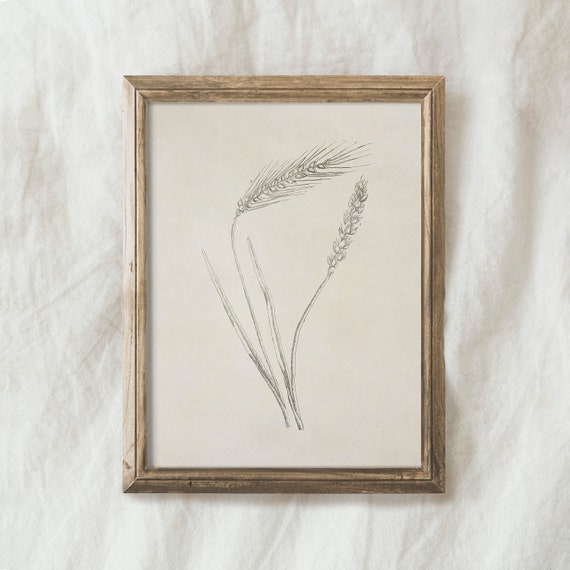 Vintage Botanical Line Drawing / Farmhouse Wheat Print / | Etsy
