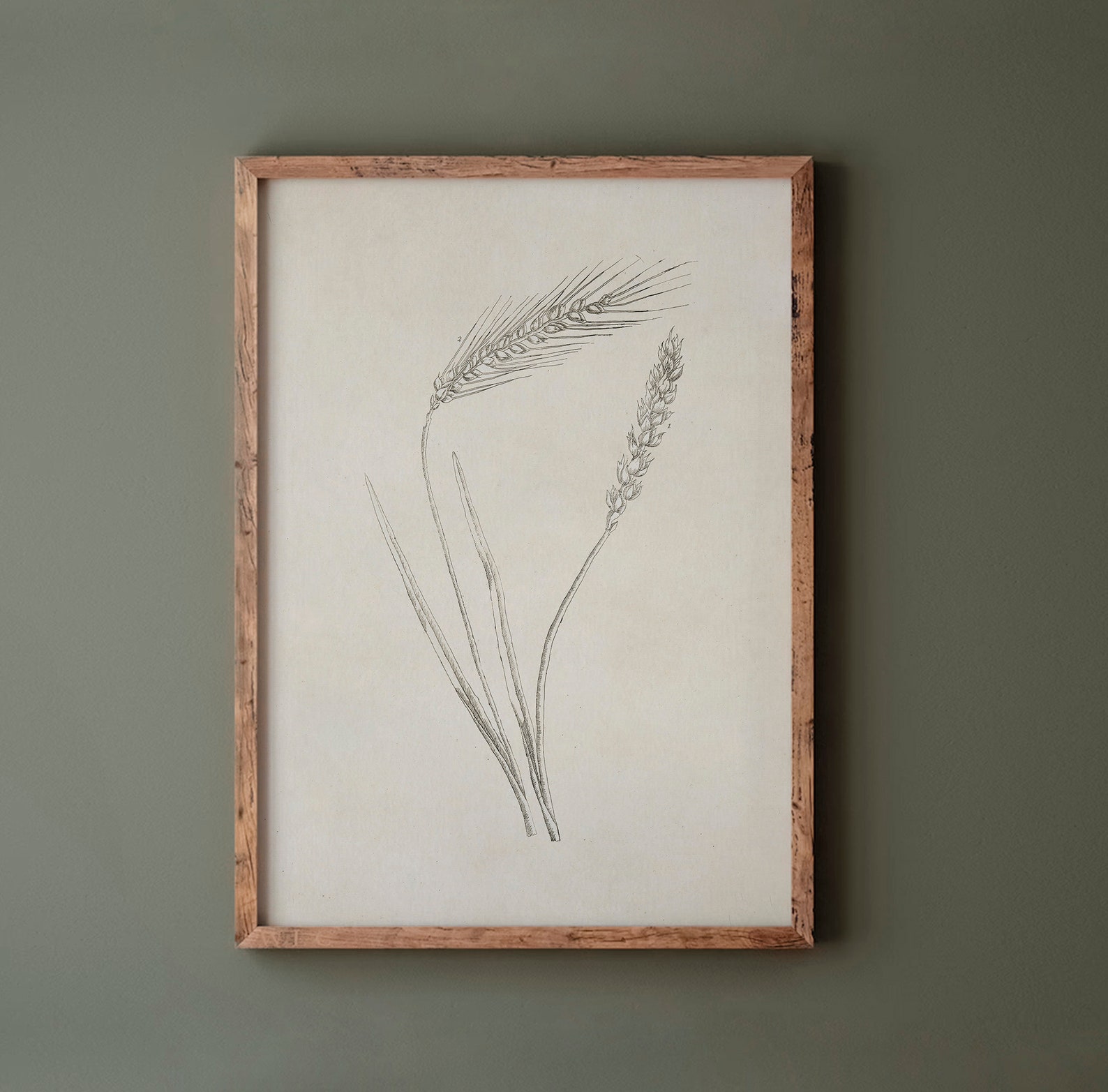 Vintage Botanical Line Drawing / Farmhouse Wheat Print / - Etsy