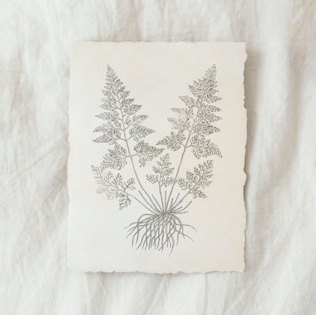 Antique Branch Drawing / Vintage Fern Sketch Print / - Etsy