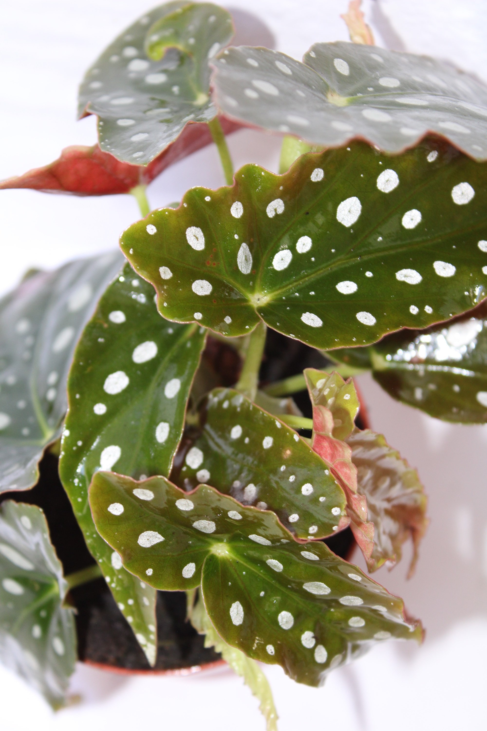Begonia Maculata Plant AKA Angel Wing Polka Dot Live | Etsy