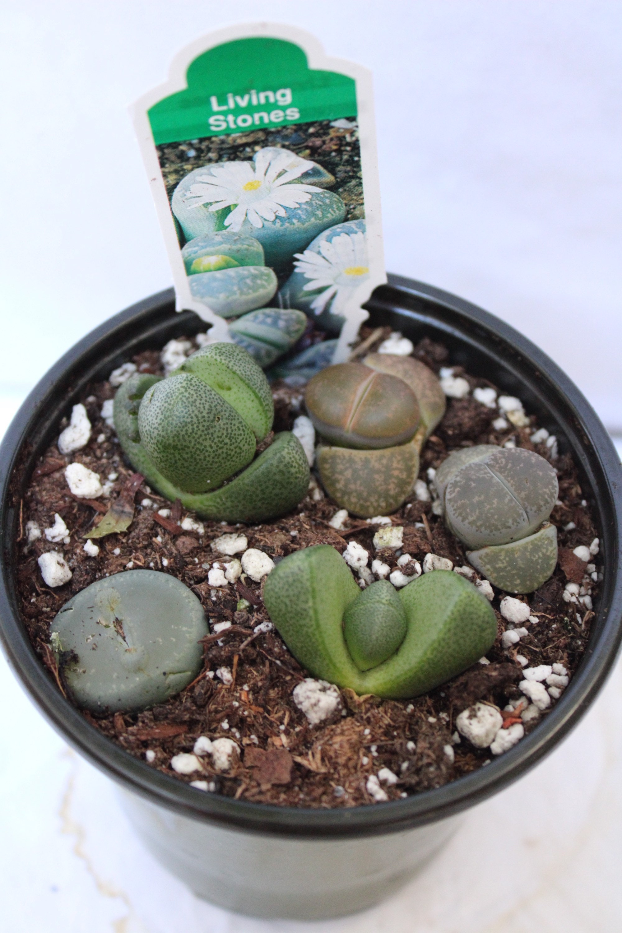 RARE Living Stones Succulent Indoor Live Plant Lithops | Etsy