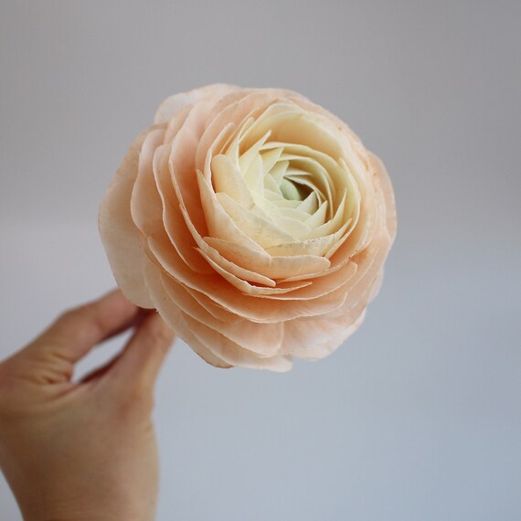 Peach Ranunculus