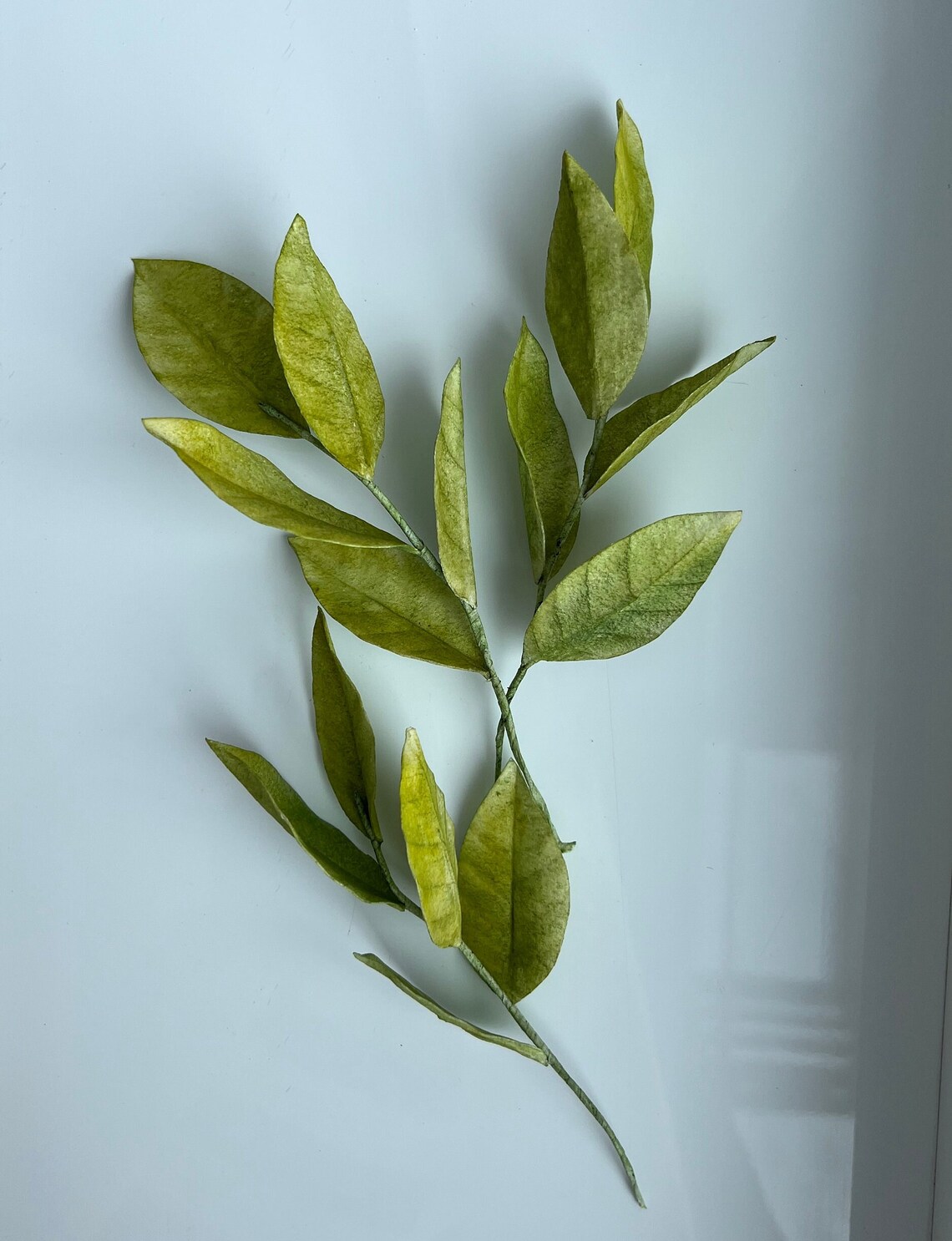 Edible Wafer Paper Leaves: Green Cake Decoration, 3 Branches - Etsy