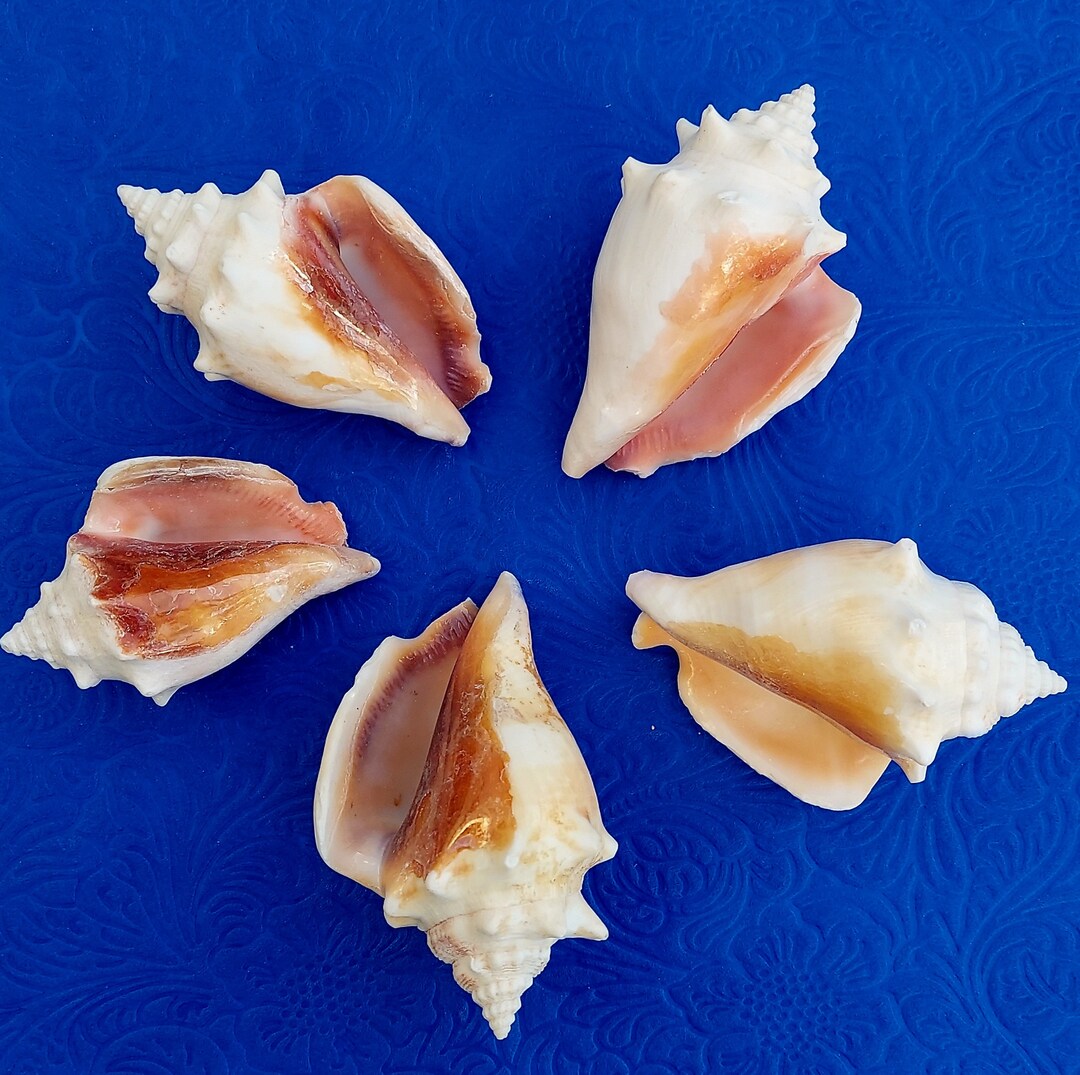 Sea Shell Orisha Set Annanagume Olokun Olosa Iroko Dada Ocha Ifa Orisa ...