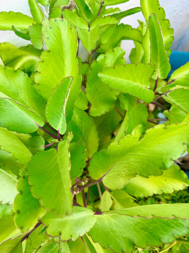 8x Ewe Abamoda Leaves Prodigiosa Hierba Siempre Viva Herb Plant ...