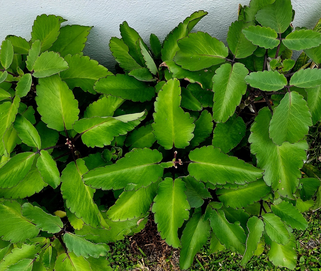 Ewe Abamoda Prodigiosa Hierba Siempre Viva Herb Plant Ewe Spiritual ...