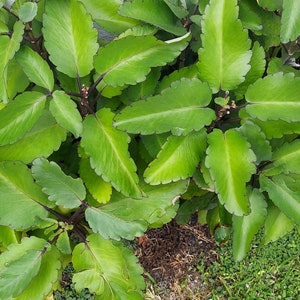 Ewe Abamoda Prodigiosa Hierba Siempre Viva Herb Plant Ewe Spiritual ...