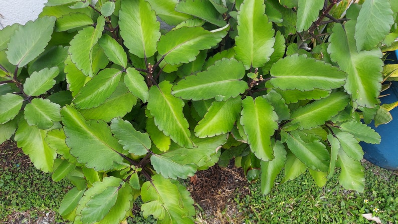 Ewe Odundun Siempre Viva Herb Prodigiosa Plant Dundun Spiritual ...