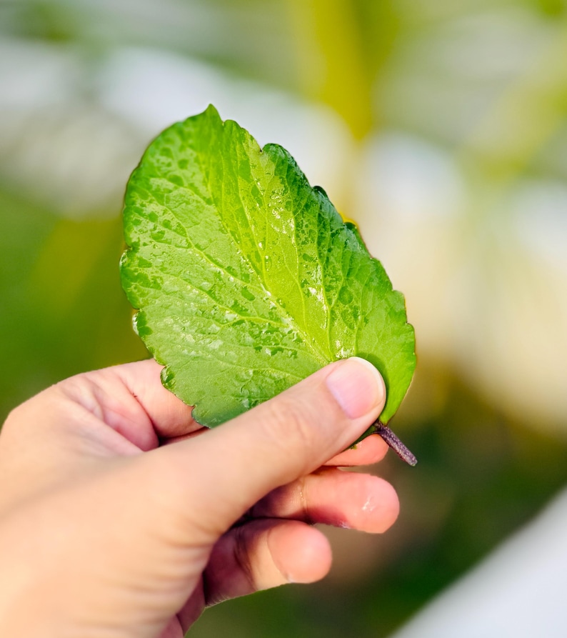 8x Ewe Abamoda Leaves Prodigiosa Hierba Siempre Viva Herb Plant ...
