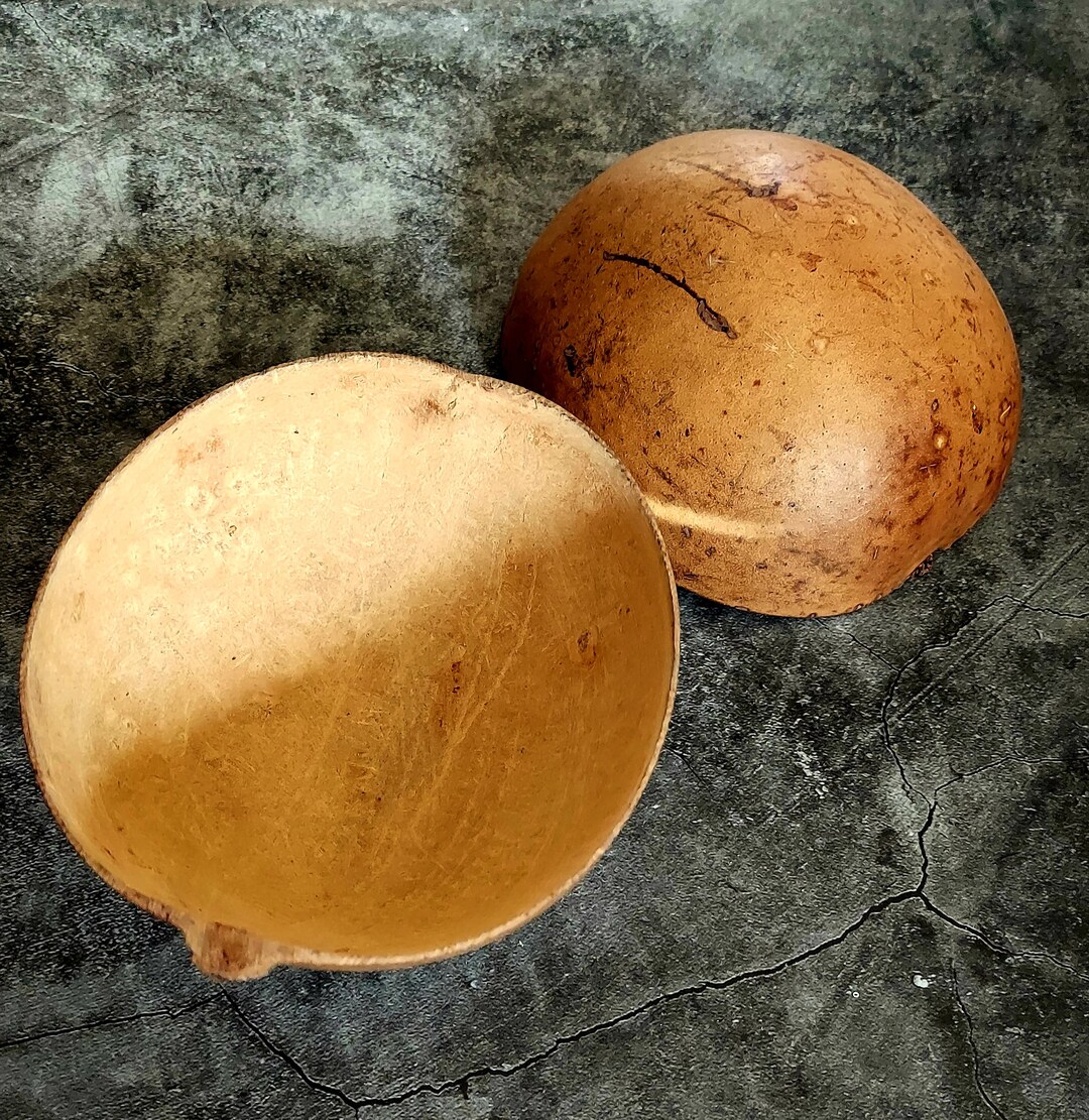 Large 8 Inch Jicara Igba Gourd Adimu, Obi Agbon Coco, Orisha Libation, Ebo, Offerings Santeria ...