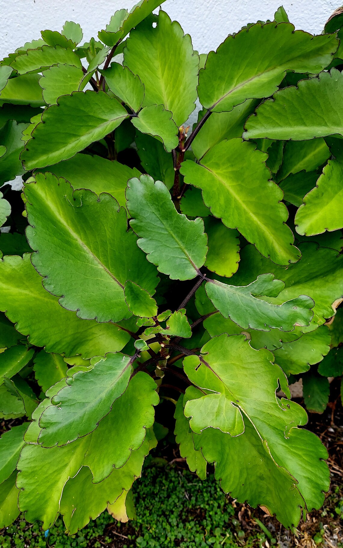 Ewe Odundun Siempre Viva Herb Prodigiosa Plant Dundun Spiritual ...