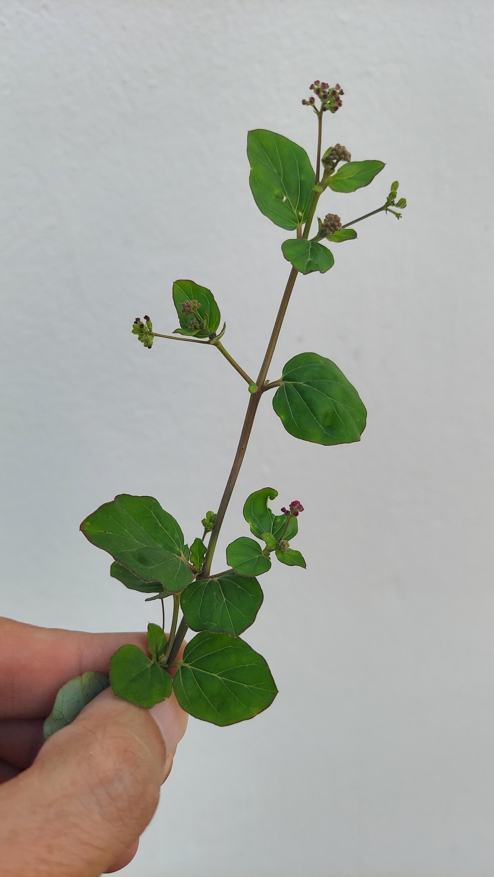 Ewe Etiponla Atiponla Fresh Cuttings | Wealth & Prosperity Herb ...