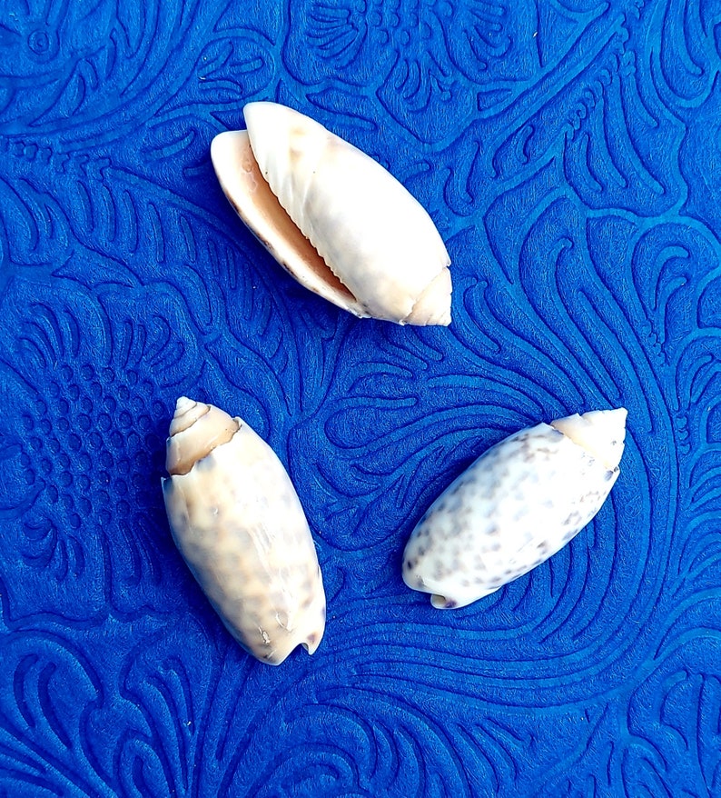 Orisha Shells Dilogun Orisha - Money Cowries - Orisha Oko Santeria ...
