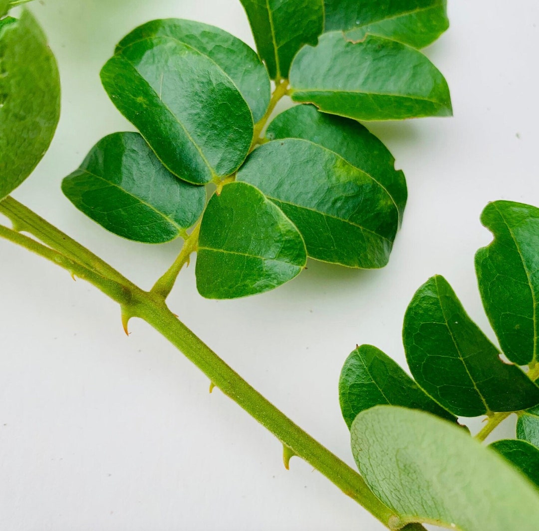 Quita Maldicion - Curse Removing Herb - Spiritual Cleansing Herbs ...