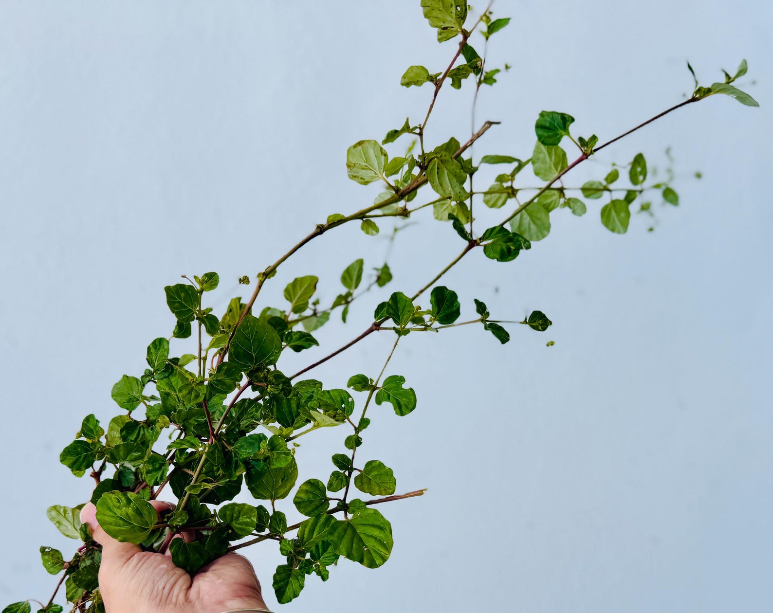 Ewe Etiponla Atiponla Fresh Cuttings | Wealth & Prosperity Herb ...