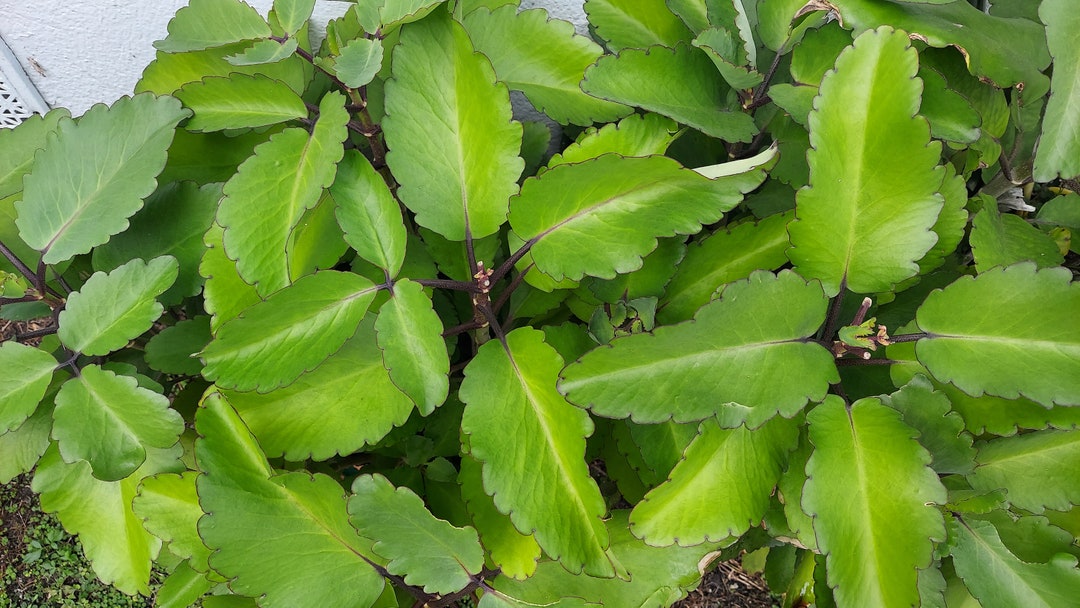 Siempre Viva Herb Prodigiosa Plant - Ewe Odundun Dundun Spiritual ...