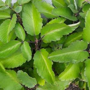 Siempre Viva Herb Prodigiosa Plant - Ewe Odundun Dundun Spiritual ...