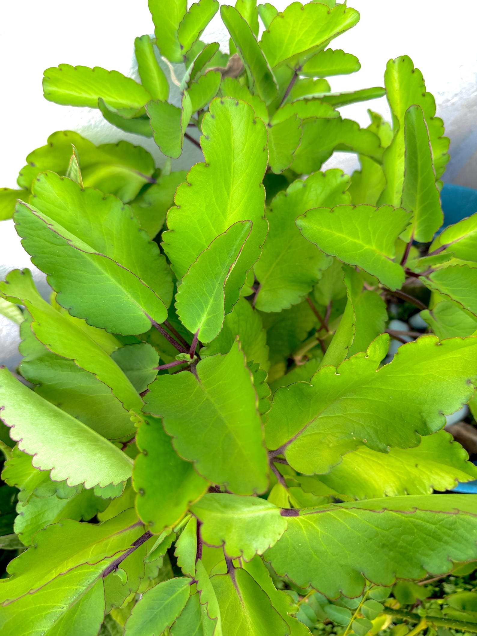 Ewe Odundun Siempre Viva Herb Prodigiosa Plant Dundun Spiritual ...