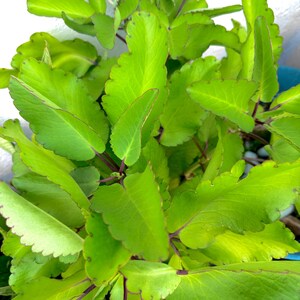 Ewe Odundun Siempre Viva Herb Prodigiosa Plant Dundun Spiritual ...