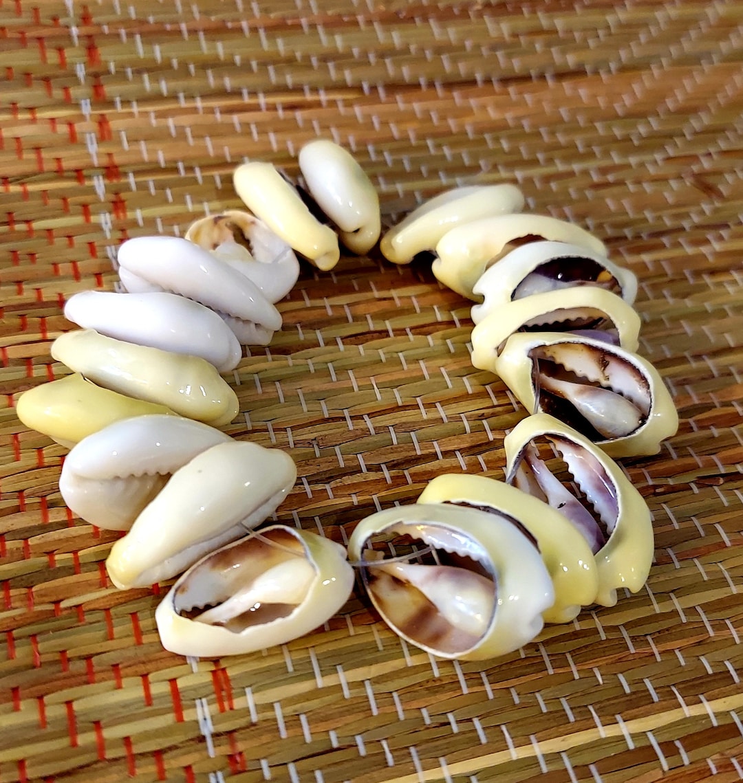 Dilogun Orisha - Money Cowries - Orisha Cowry Shells Santeria Lucumi ...