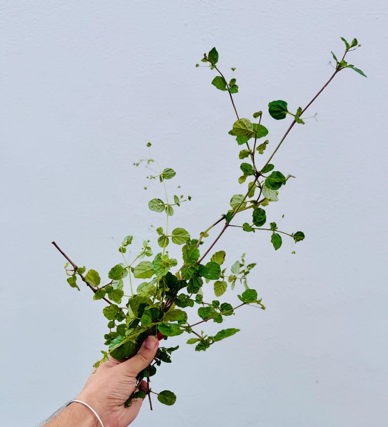 Ewe Etiponla Atiponla Fresh Cuttings | Wealth & Prosperity Herb ...