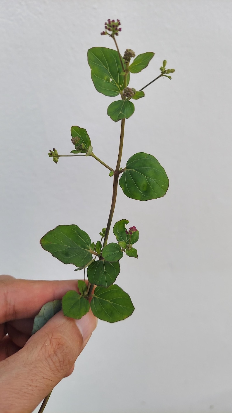 Ewe Etiponla Atiponla Fresh Cuttings | Wealth & Prosperity Herb ...