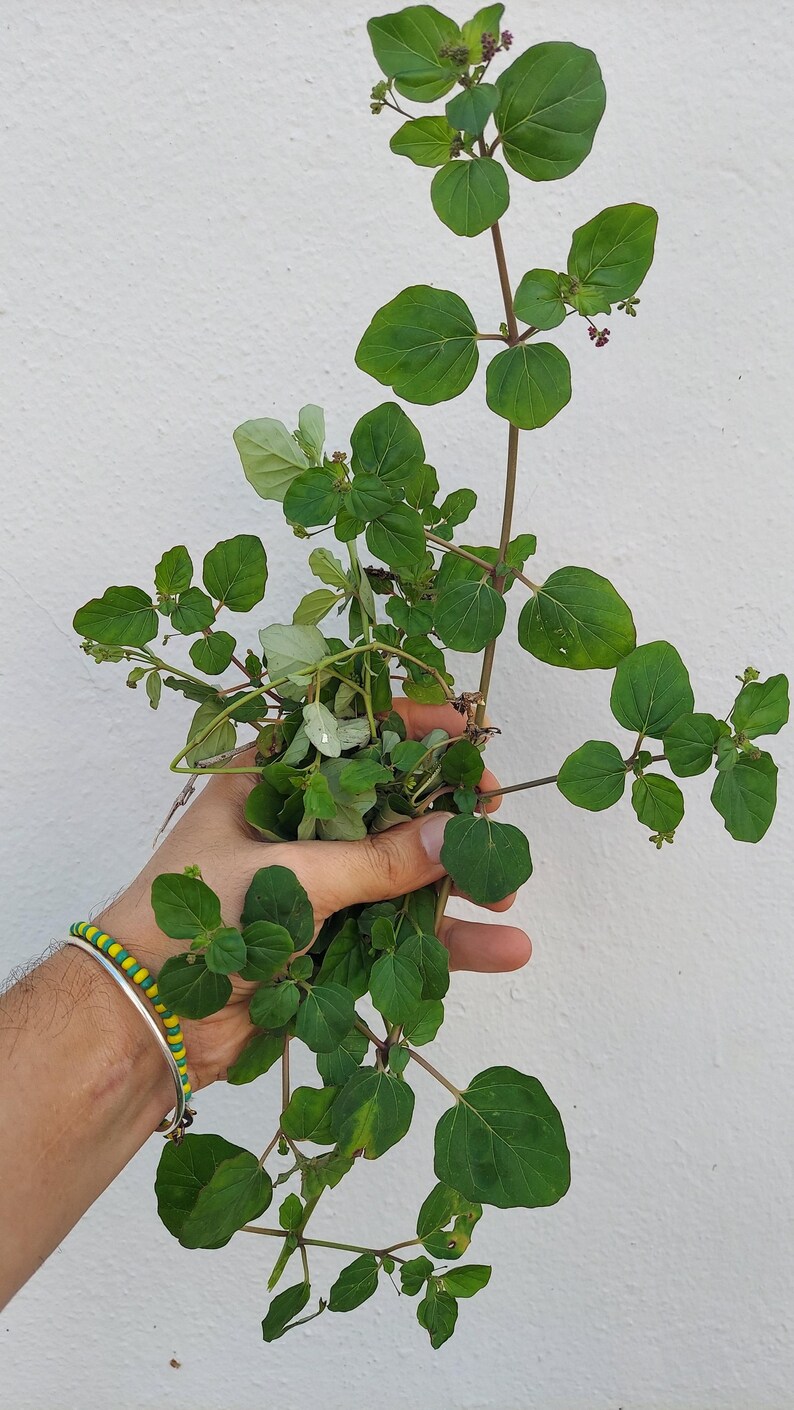 Ewe Etiponla Atiponla Fresh Cuttings | Wealth & Prosperity Herb ...
