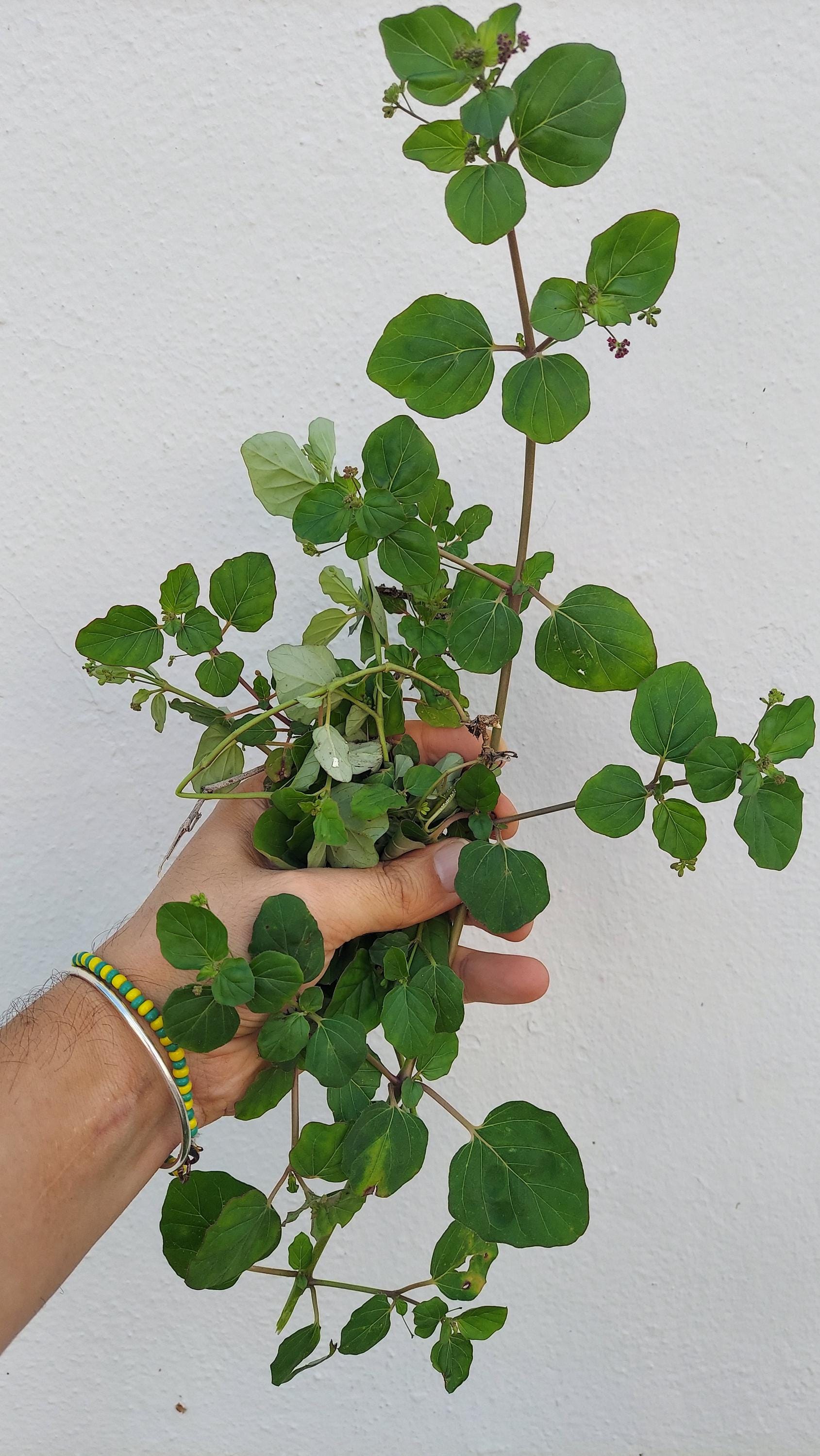 Ewe Etiponla Atiponla Fresh Cuttings | Wealth & Prosperity Herb ...