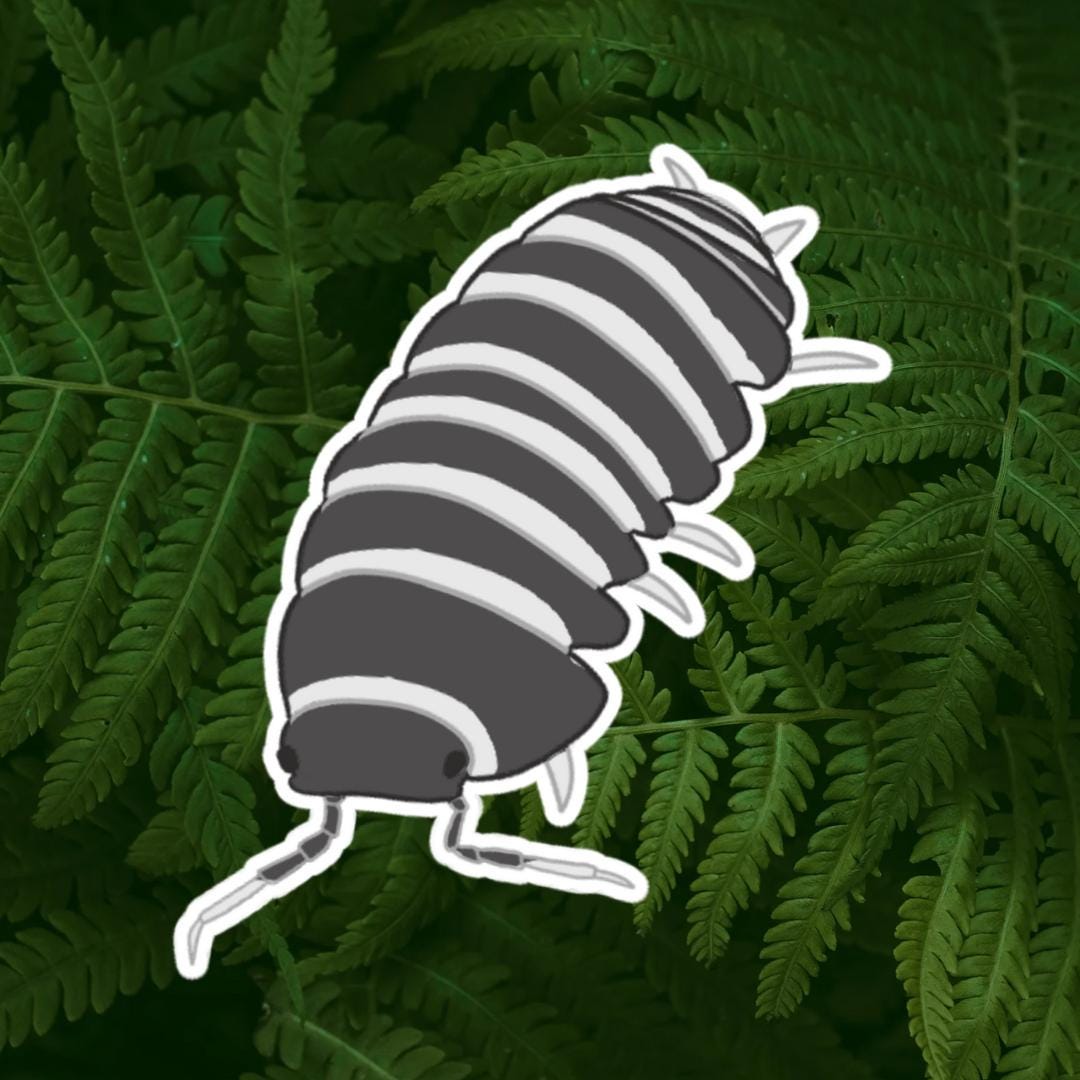 Zebra Isopod, Crustacean, "bug", Paper Sticker, Made to Order - Etsy