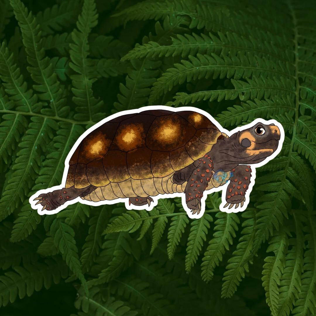 Cherry Footed Tortoise, Reptile Paper Sticker, Made to Order, Tank ...