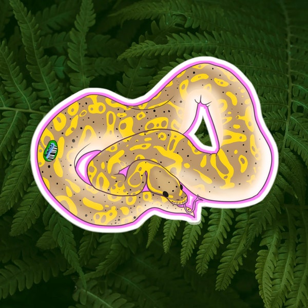 Ball Python Enclosure Decor - Etsy