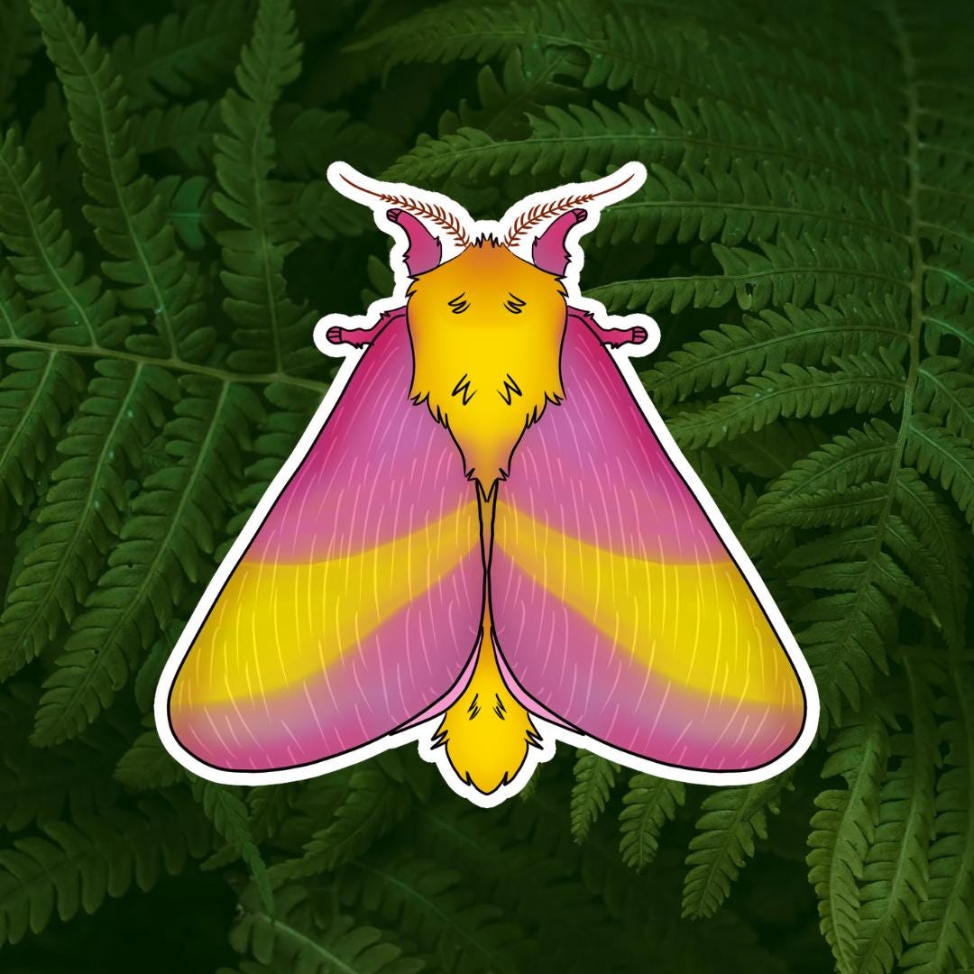 Rosy Maple Moth, Insect, Bug, Paper Sticker, Made to Order - Etsy