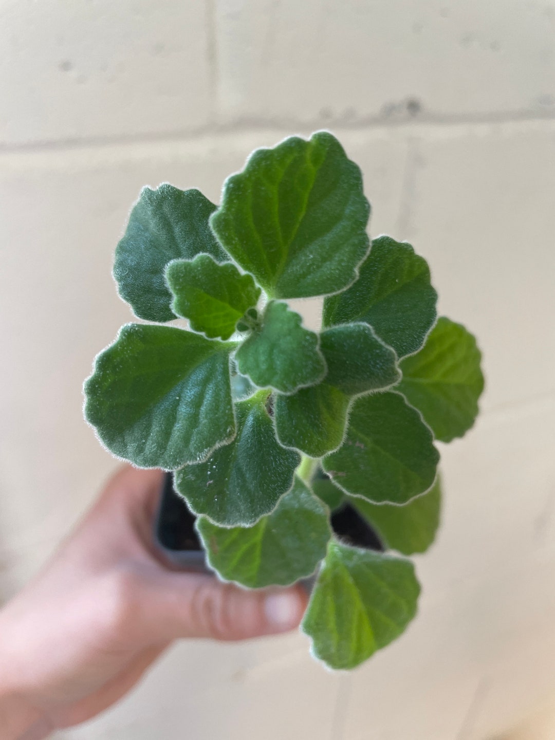 Plectranthus Tomentosa Aka Vicks Plant or Succulent Coleus Medicinal ...