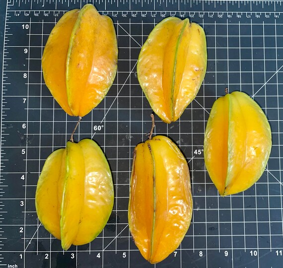 Star Fruit arkin / Carambola / Khế / Carambolo / Balimbing - Etsy