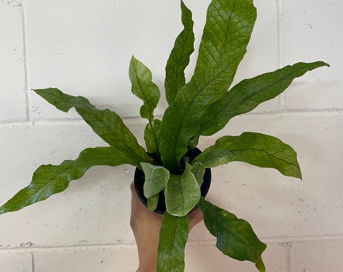 Crocodile Fern crocodyllus Microsorum Musifolium / Polypodium ...