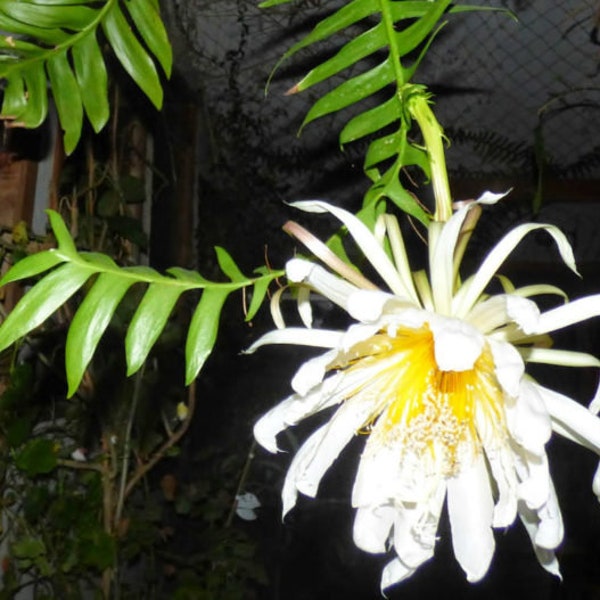 Fern Leaf Cactus - Etsy