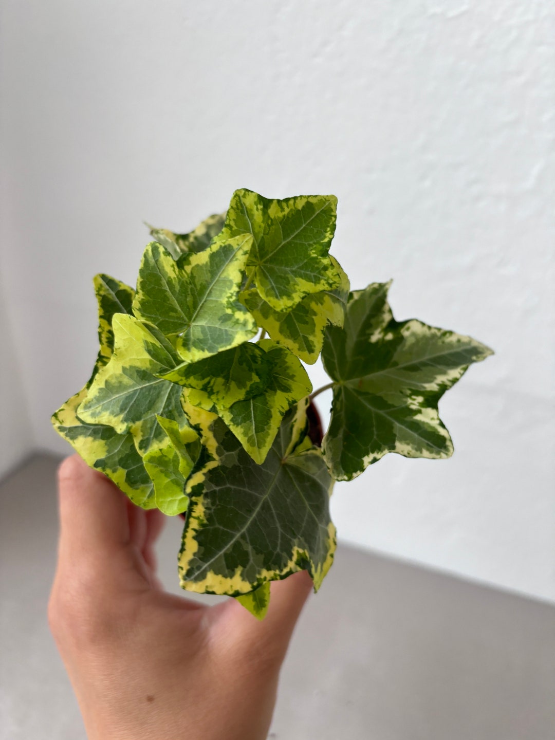 Gold Child Ivy / Variegated English Ivy / Common Ivy Hedera Helix 1 Pot ...