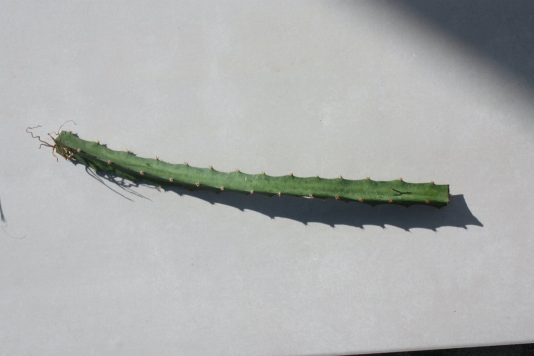 Palora Yellow Dragon Fruit / Pitahaya / Self-fertile Yellow Dragon ...
