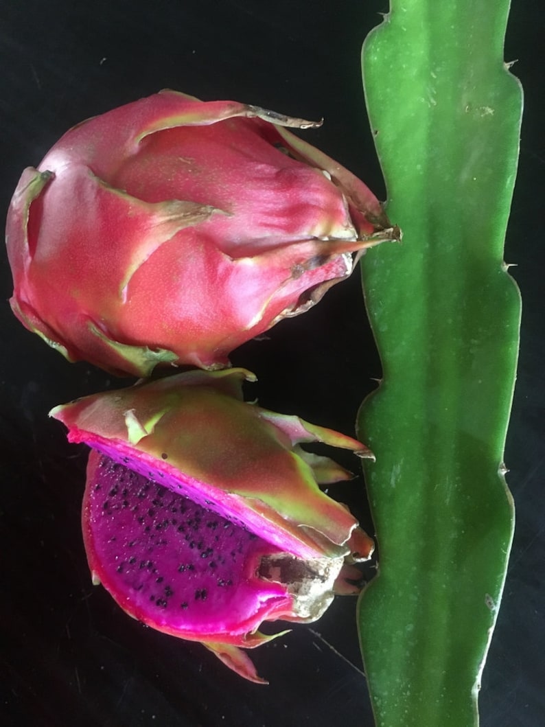 American Beauty Dragon Fruit Cutting / Pitahaya / Self-fertile - Etsy