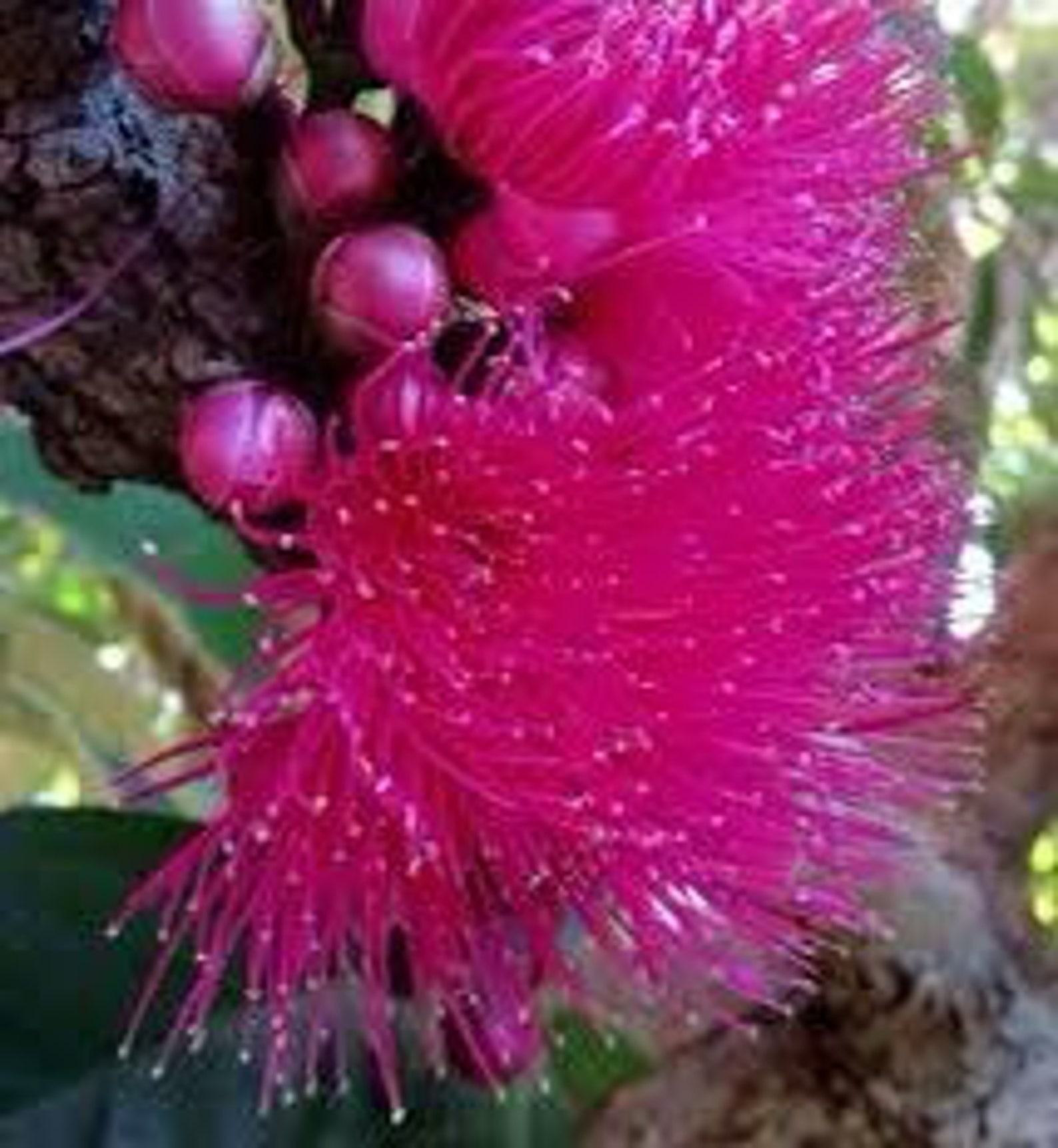 Giant Lau Lau / Red Java Pear Syzygium Megacarpa VERY RARE - Etsy
