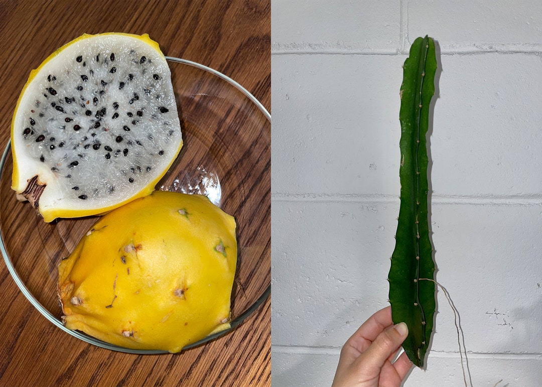 Palora Yellow Dragon Fruit / Pitahaya / Self-fertile Yellow - Etsy