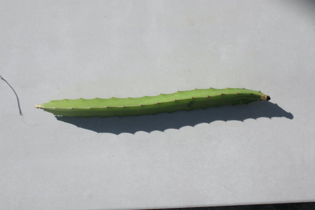 Isis AKA Aussie Gold AKA Israeli Yellow Dragon Fruit / Pitaya ...