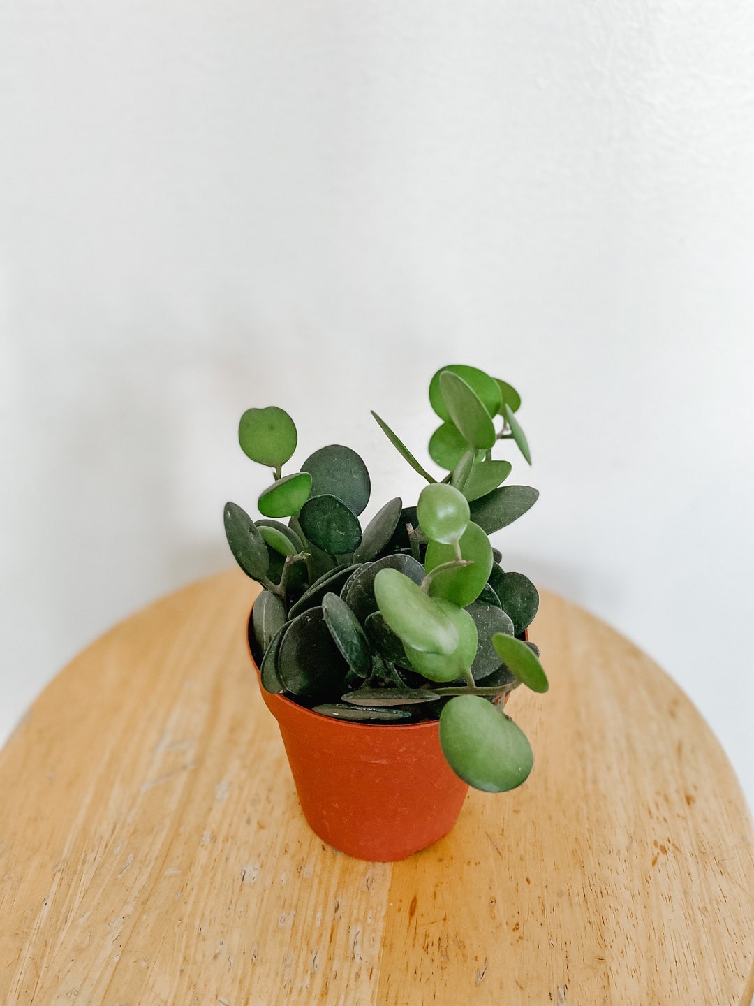 String of Coins (xerosicyos Danguyi) in 4in Pot. - Etsy