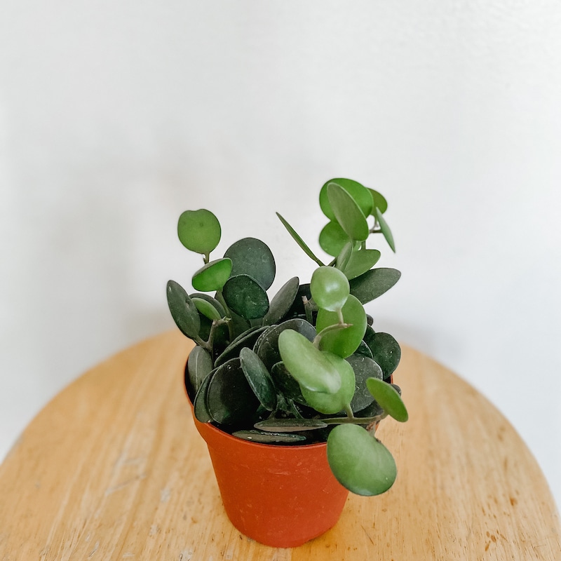 String of Nickels - Etsy