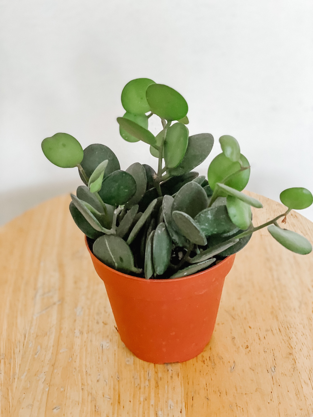 String of Coins xerosicyos Danguyi in 4in Pot. - Etsy