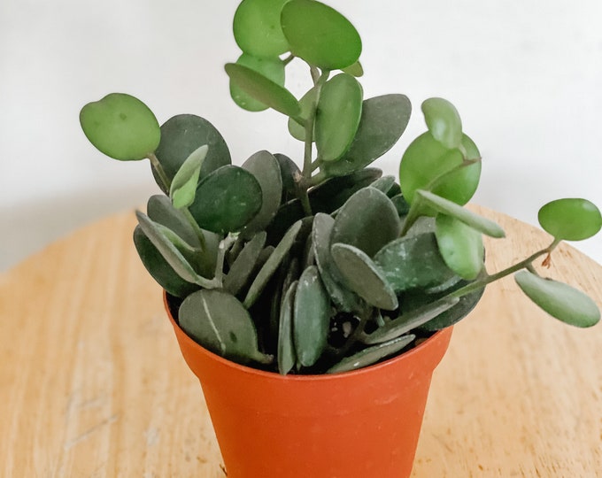 String of Coins xerosicyos Danguyi in 4in Pot. - Etsy